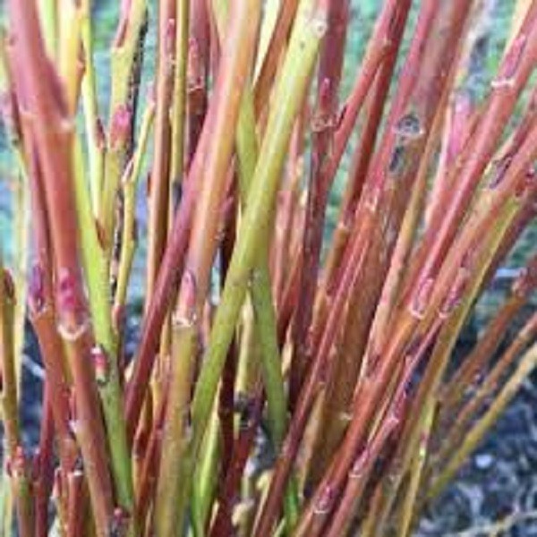 100 x willow cuttings. Salix Alba Fragilis (Flanders Red) (approx 30cm ...