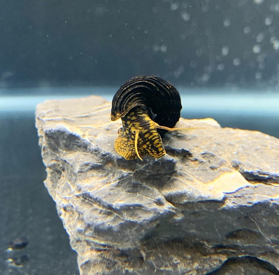 2 Yellow Flake Rabbit Snails (Tylomelania Sp.) - Elephant Snail | eBay