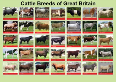 Cattle Breeds of Great Britain Livestock Tractor Poster Brochure (A3 ...