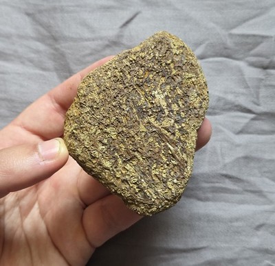 Rare Large Pliosaur Sp Paddle Bone Fossil From The Uk Jurassic ...