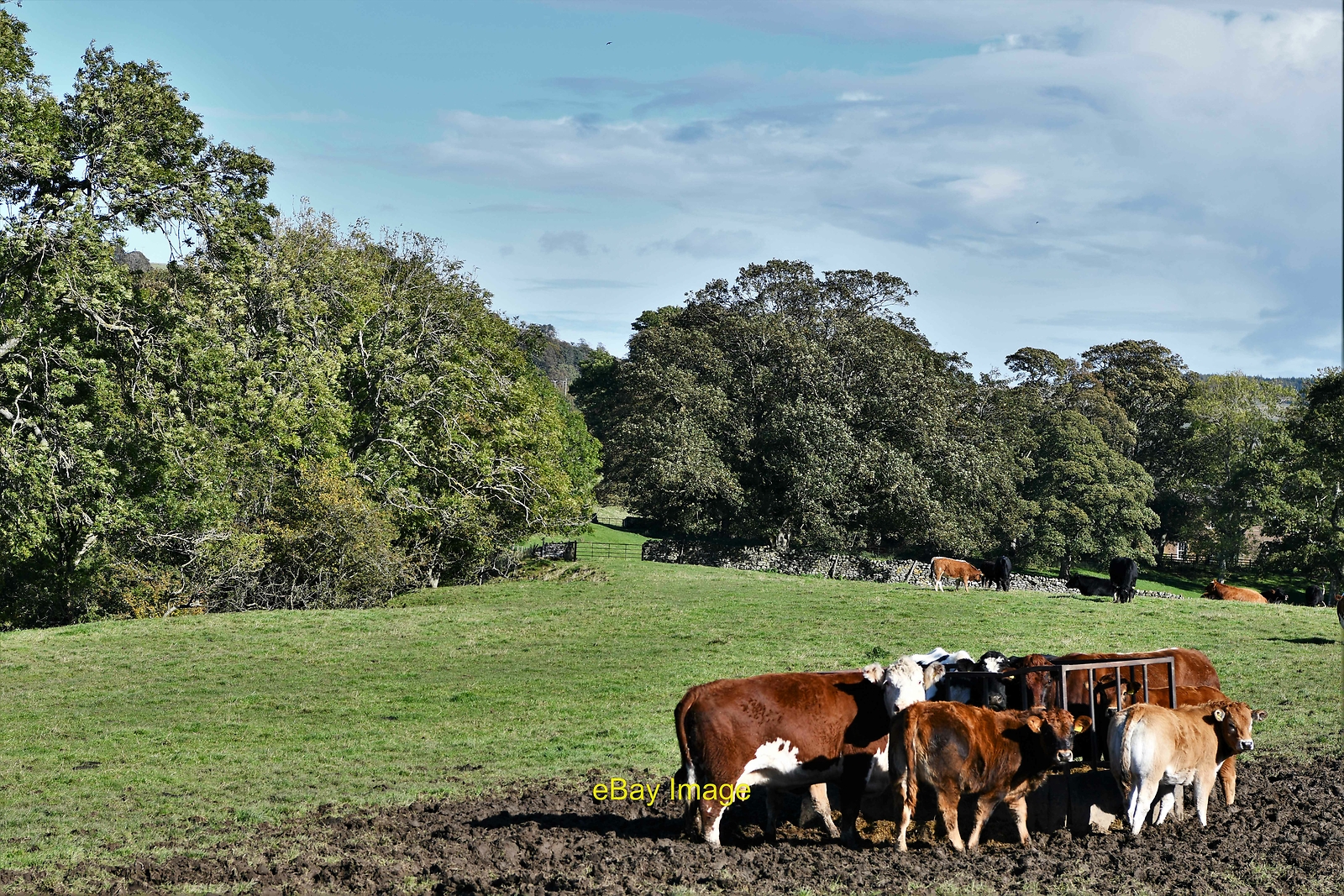 Photo 12x8 Marrick: Cattle grazing land at Swale Farm c2020 | eBay
