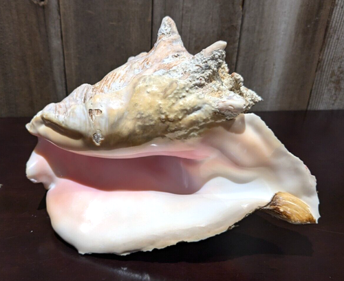 Vintage Large Natural Pink Queen Conch Sea Shell 8" | eBay
