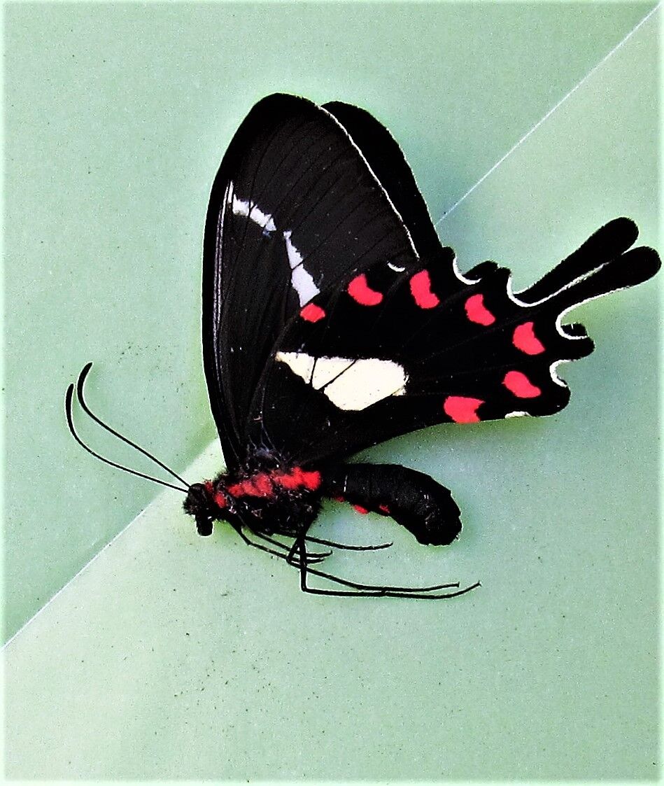 Very Rare Agavus Cattleheart Butterfly Parides agavus Male Folded FAST ...