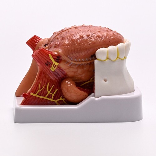 Anatomy Teaching model 1:1 Tongue & Tooth Model 4-Part Removable Lower ...