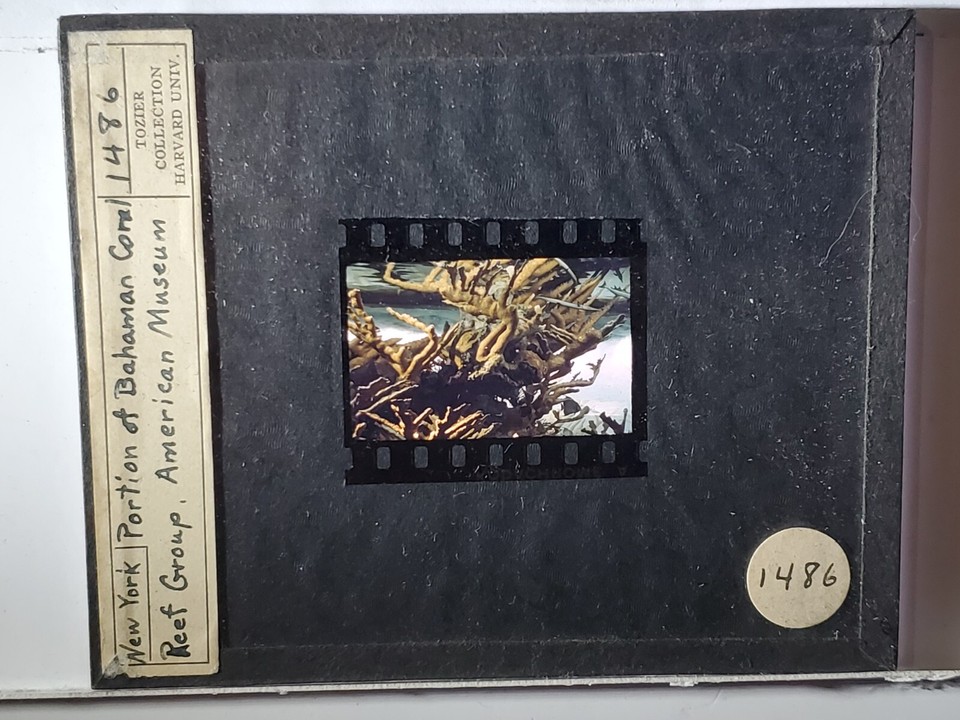 Bahaman Coral, American Museum, Tozer Collection, Magic Lantern Glass ...