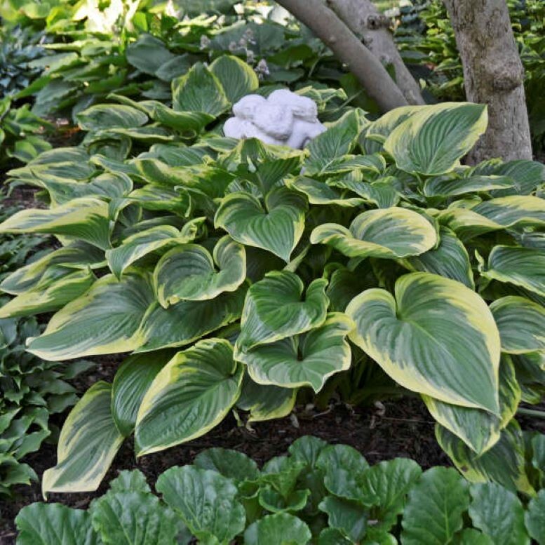hosta VICTORY large big giant huge disease free 2.5" pot = 1 Live ...