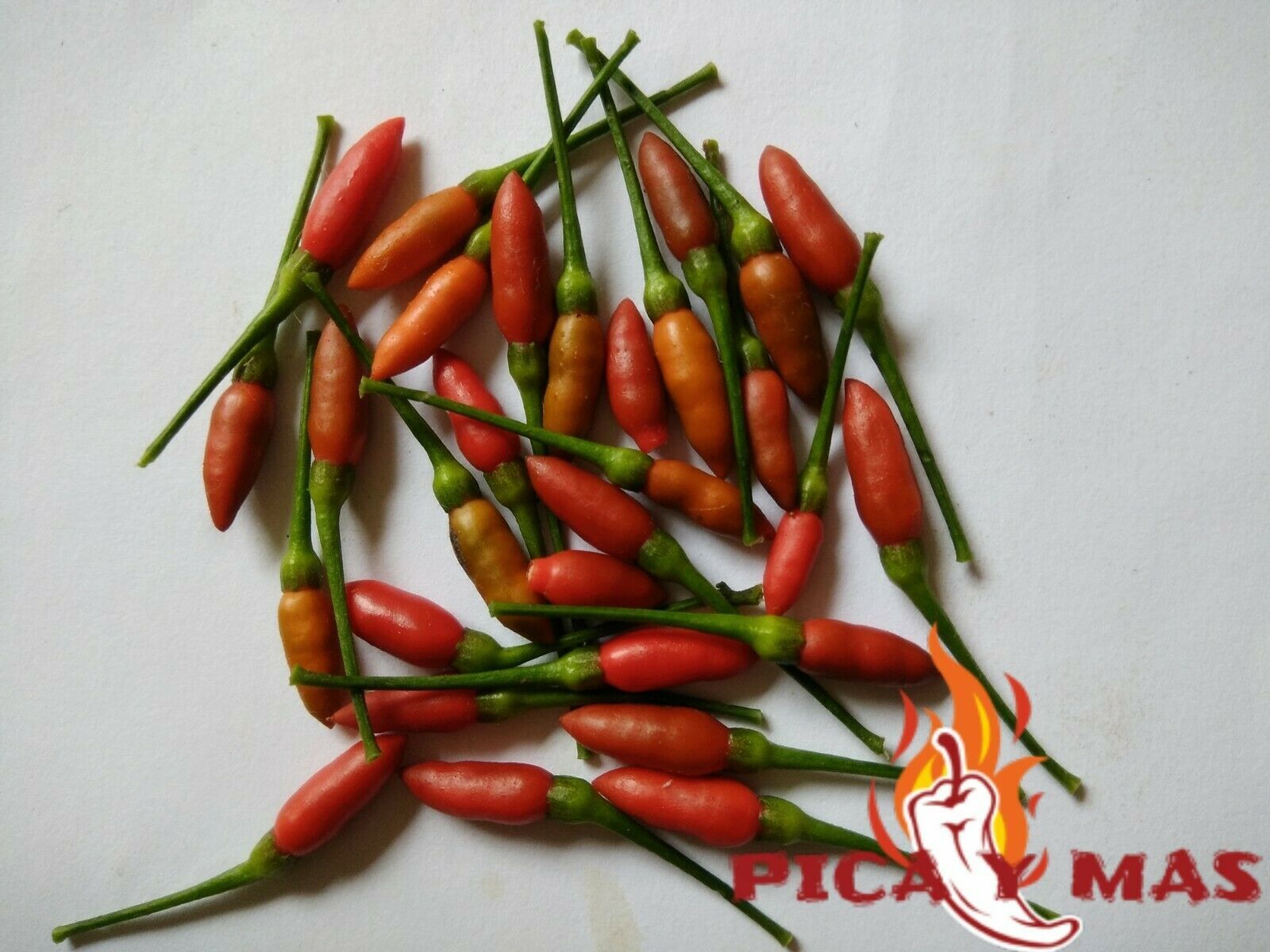 30 SEEDS BIRDSEYE CHILLI EYE BIRD GUINDILLA SEEDS PEPPERS PIRI PIRI ...