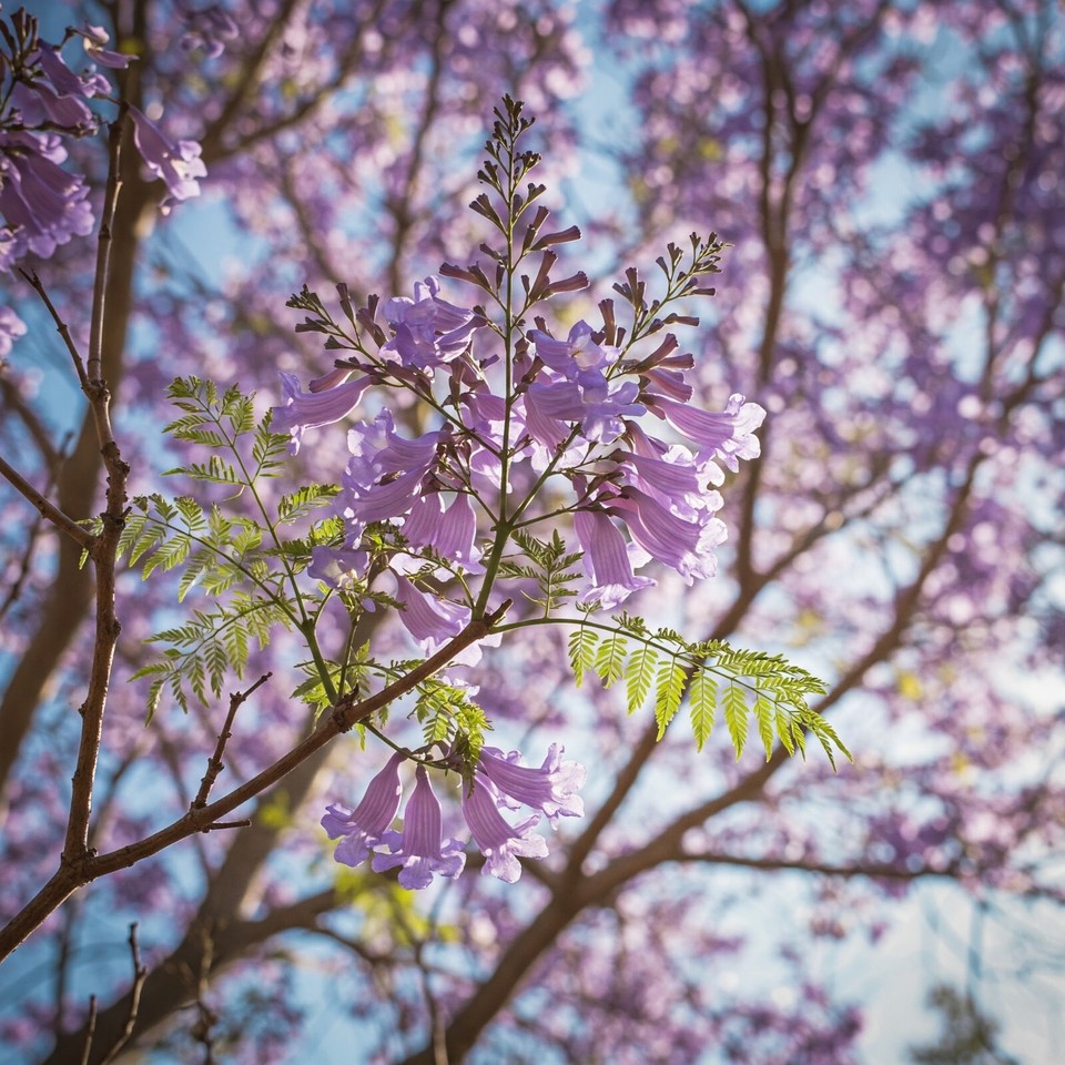 Jacaranda Tree Live Plant Mimosifolia Flowering Purple 1 Gal Pot 1-2 ...