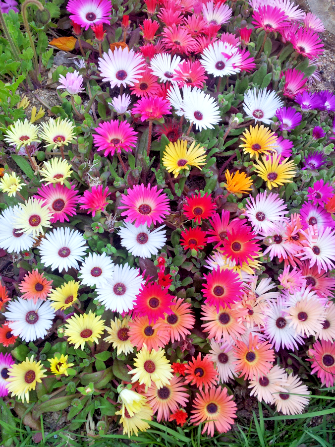8001+ICE PLANT MIX Flower Seeds Groundcover Drought Heat Poor Soils ...
