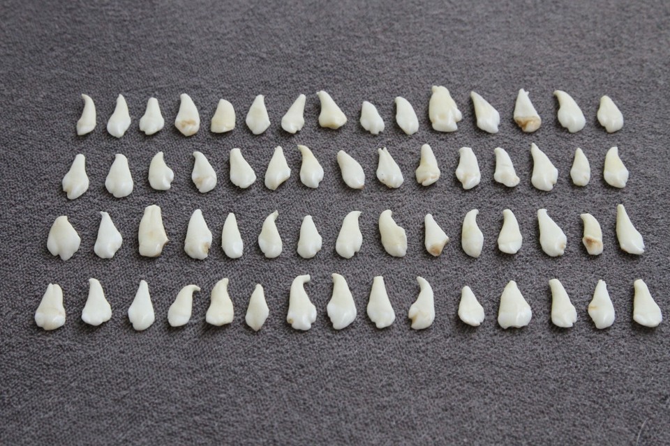 ONE REAL WILD BOAR TOOTH (tusk, for pendant, handcraft, jewelry, art ...