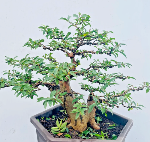 BONSAI GUAVA tropical fruit Psidium guajava exotic tree guayaba 50 ...