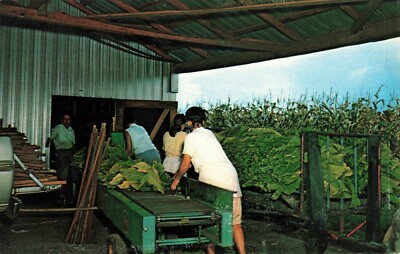Postcard Stringing Tobacco at Harvest Time | eBay