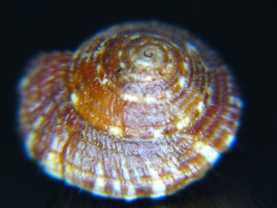 HELIACUS VARIEGATUS: MY 2ND LARGEST EVER @ 17.83MM FROM HAWAII W/OPERC ...