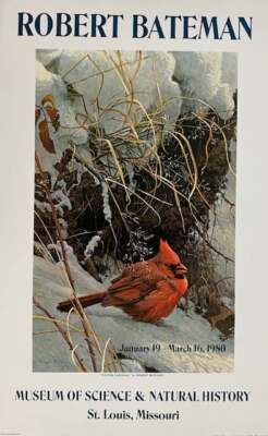Robert Bateman - Winter Cardinal - Poster (Excellent Condition) - 22x14 ...