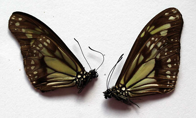 PARANTICA TIMORICA - unmounted PAIR | eBay