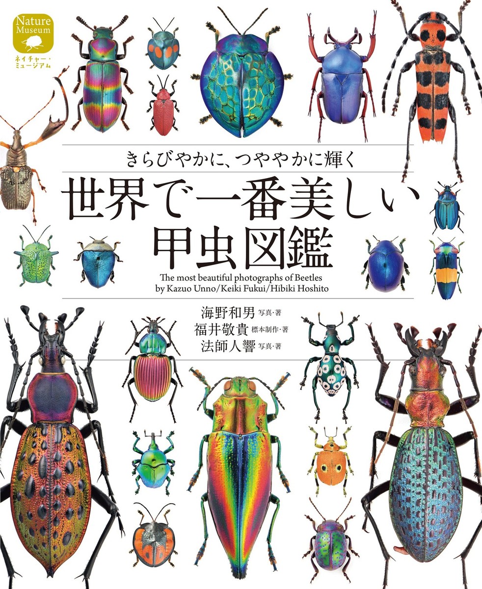 Most Beautiful Beetles