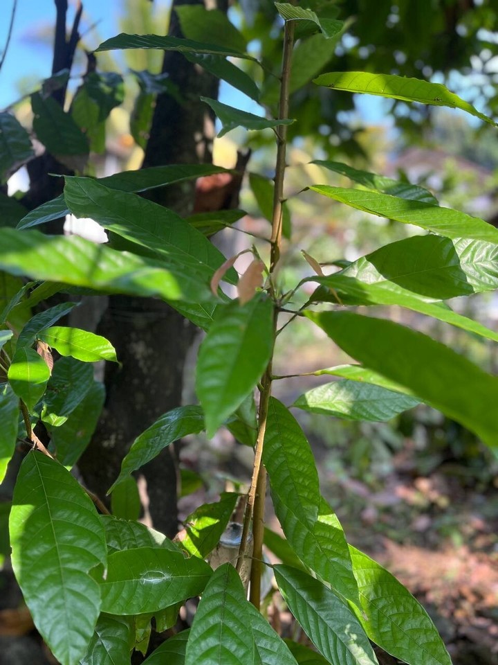 SUN DRIED COCOA CACAO Leaves Herbal Leaf Chocolate TREE 100% Organic ...