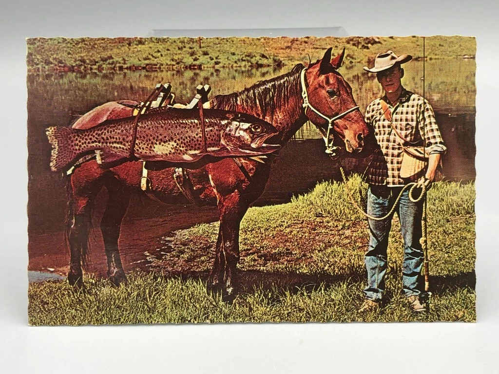 Vintage Cowboy Postcard