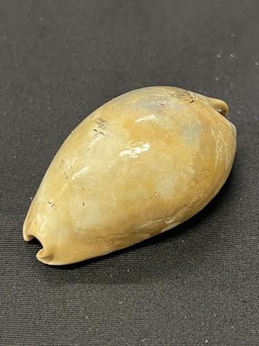 EXTINCT Fossilized COWRIE Shell From Central Florida - Pliocene Era. | eBay