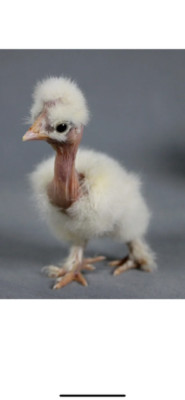 SPRING SPECIAL! 6+ Showgirl Silkie Hatching Eggs - High Quality Silkies ...