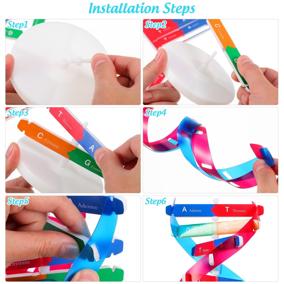 Science Experiments Helix Model Dna Double for Desk Building Kit | eBay ...