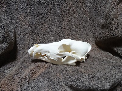 Real Coyote Skull Taxidermy Trapping Hunting Bone Skeleton Museum Cabin ...