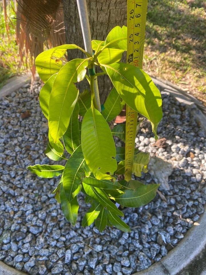 M4 GRAFTED MANGO TREE ~ 16 MO'S OLD (KEITT X GARY) (BEST COCONUT ...