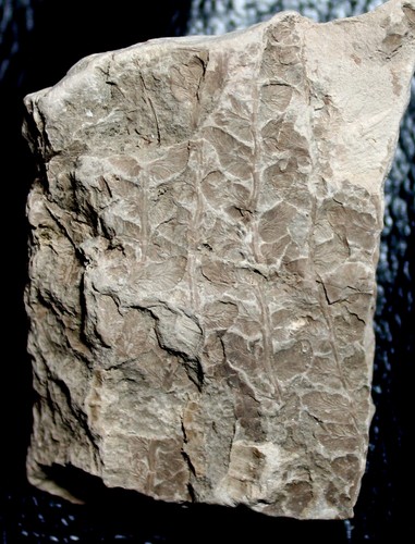 Todites williamsonii - Rare pefectly preserved Jurassic, Bathonian fern ...