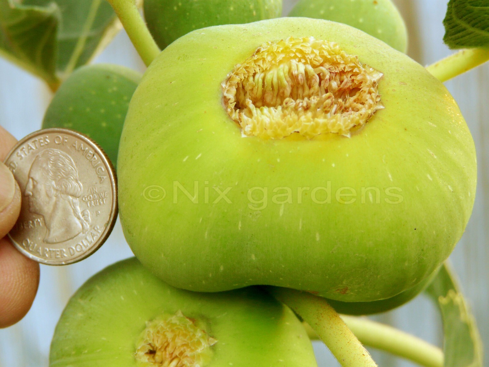 IRANIAN "KAN" WHITE-Fully Lignified Fig Tree (1x) Cutting | eBay