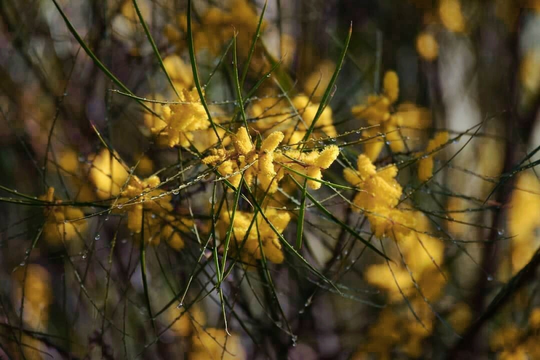 Acacia acuminata narrow - Raspberry Jam Wattle - 30 seeds - Free ...