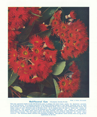 Red-flowered Gum (Eucalyptus ficifolia). West Australian Wild Flowers ...