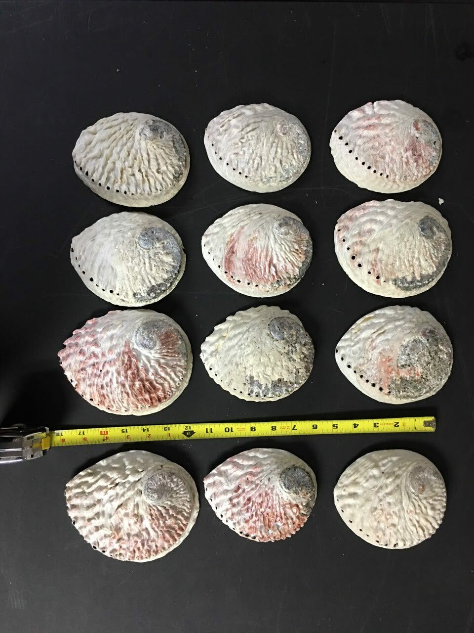 Wholesale 1dz (12 pcs) Red Green Abalone Shell One Side Polished, Size ...