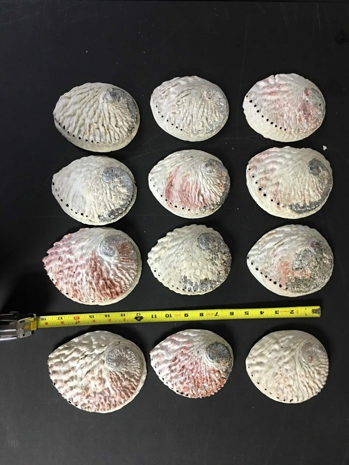 Wholesale 1dz (12 pcs) Red Green Abalone Shell One Side Polished, Size ...