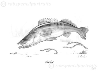 ZANDER Signed Limited Edition Predator Fishing Art Print Direct From ...