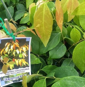 PINK PHYLLANTHUS cuscutiflorus native screening plant in 140mm pot | eBay