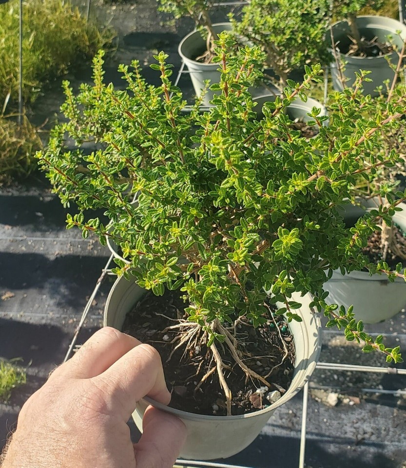 Bahama Berry Bonsai Start - Grown in a 6" Pot - Live Plant | eBay