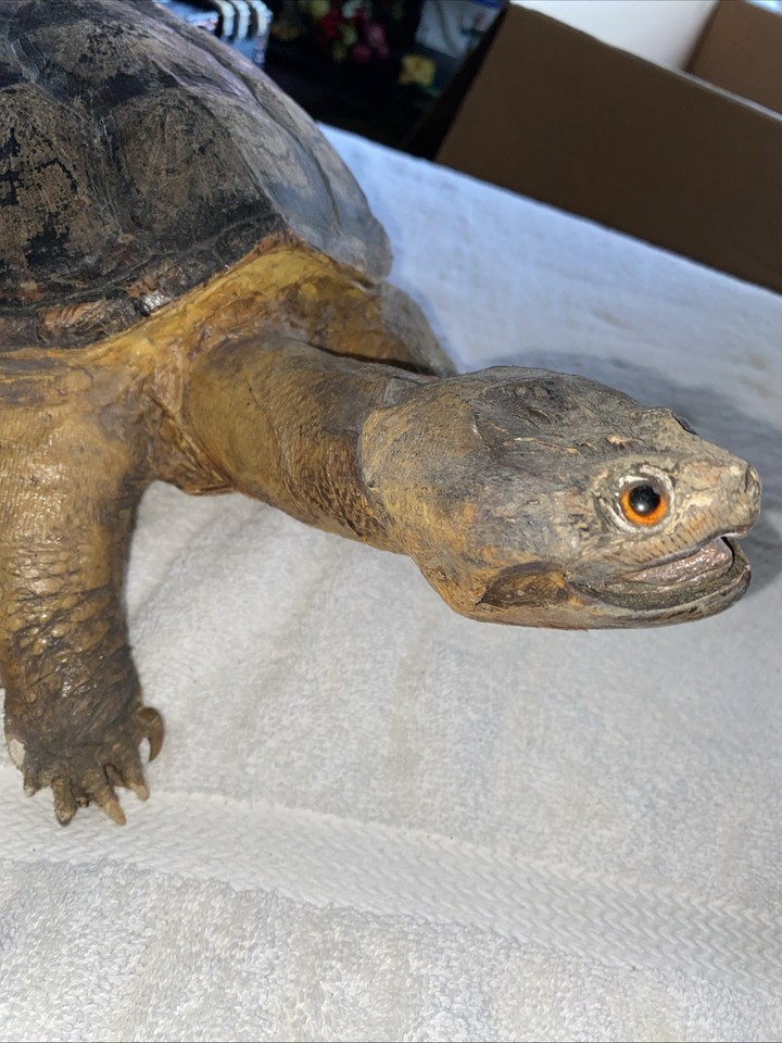 Oddity Real Turtle Taxidermy Shell. Big 20” Long. Unique Collectors ...