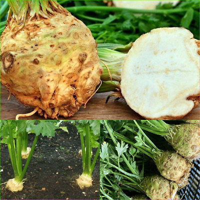 CELERIC WHITE ALABASTER 225+Seeds Bulk VEGETABLES Autumn WINTER Spring ...
