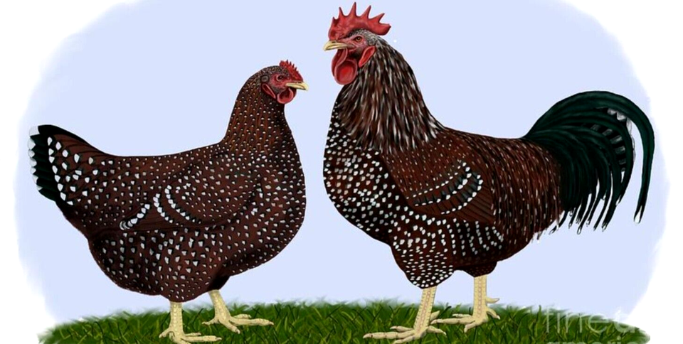 12 NPIP/AI Clean Speckled Sussex Chicken Hatching Eggs SHOW QUALITY ...