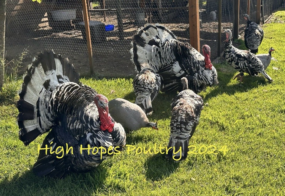 Mottled Black Heritage Turkey Hatching Eggs (14) | eBay