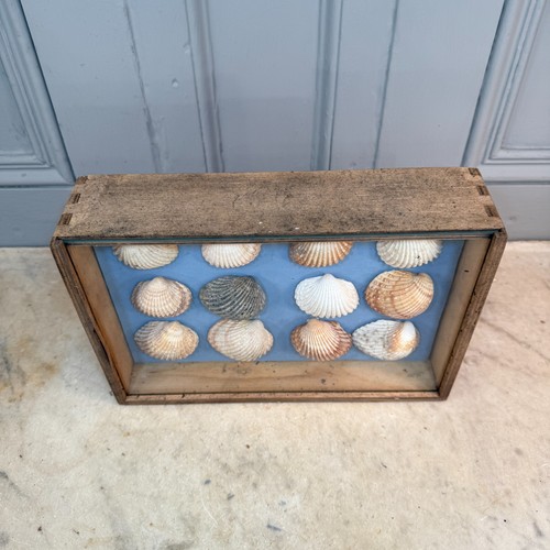 Vintage collection of seashells in display box (1 of 2) | eBay UK