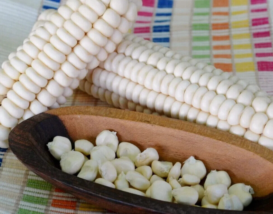 Corn Seeds 50 Rare Onieda White Flour Corn Seed Native American ...