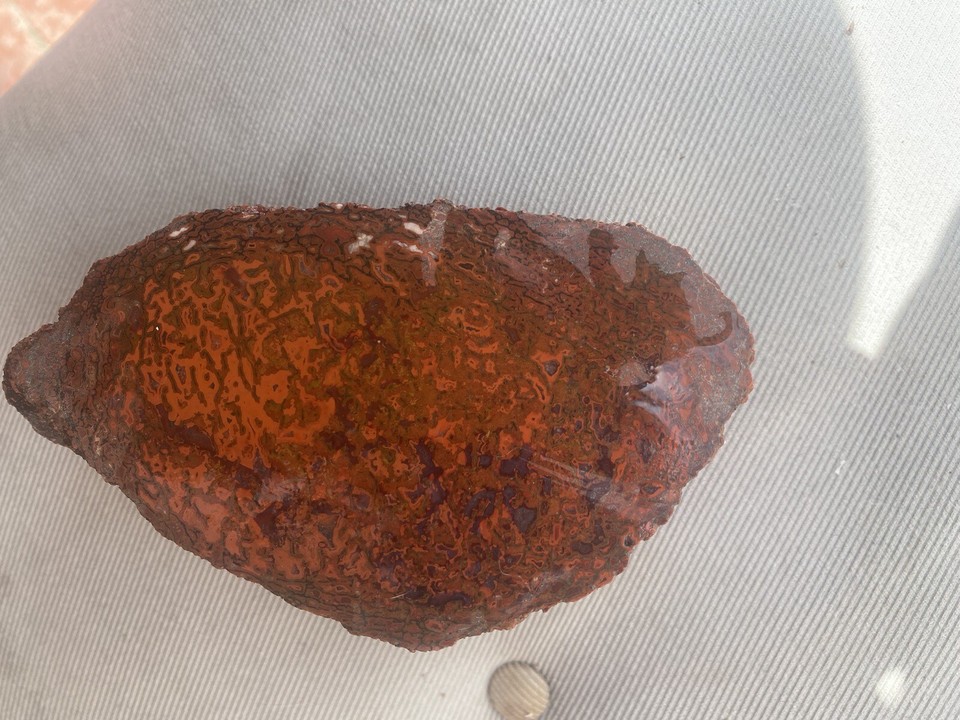 Agatized dinosaur gem bone - From Morrison Formation Colorado - Red | eBay