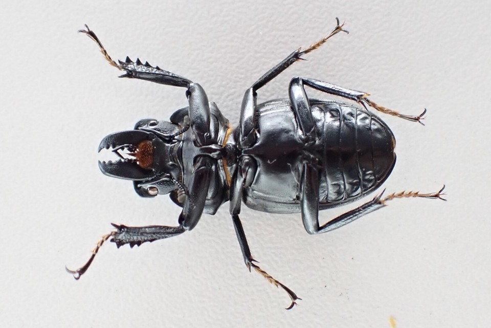 i80118. Insects, Lucanidae, Neolucanus sp. New?. Vietnam, New area | eBay