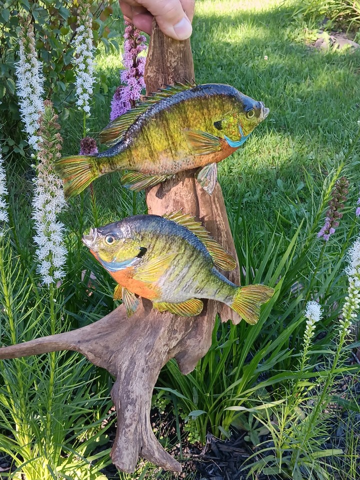 Beautiful New Real Skin 9 Inch Pair Bluegill Sunfish Taxidermy Fish ...