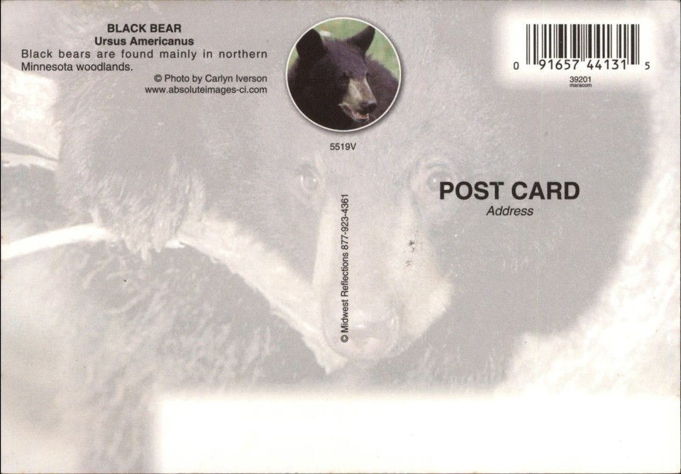 Northern Woodlands Minnesota Black Bear Ursus Americanus postcard | eBay