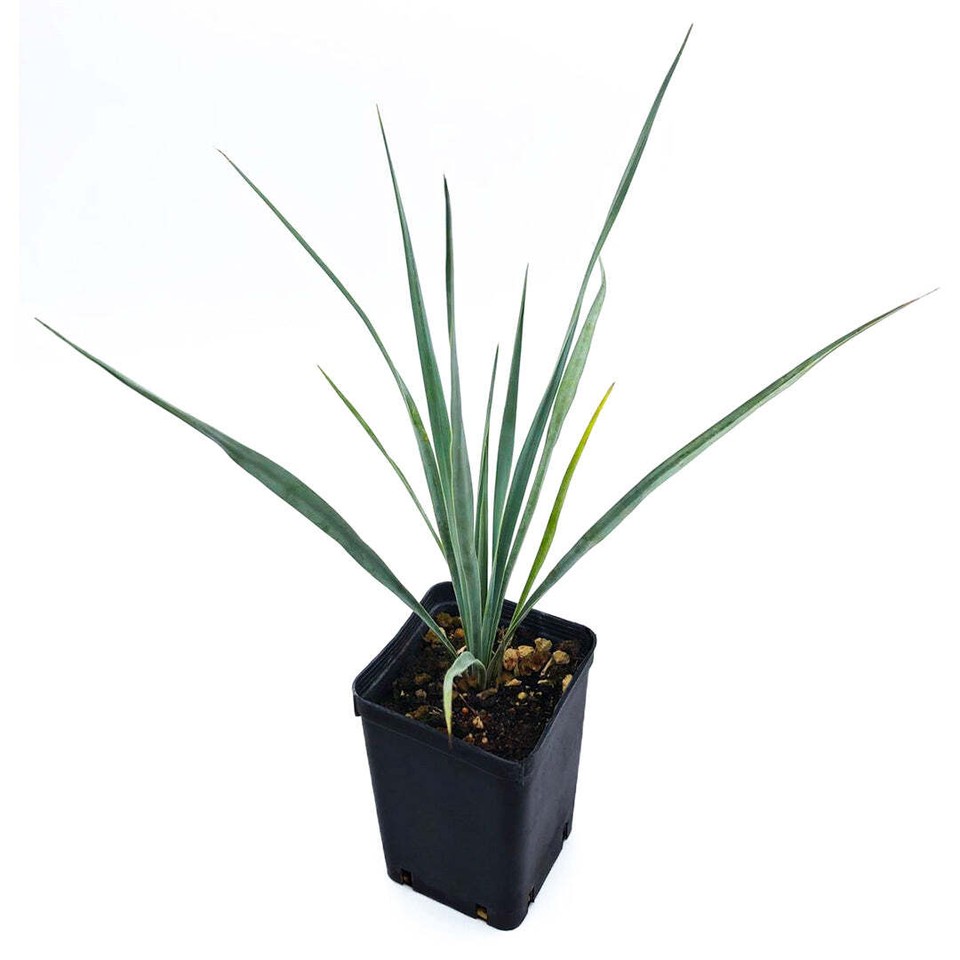 Yucca Rostrata - Yucca Blue (Vase Quadro 7x7x10 CM) - 5-10cmcm | eBay