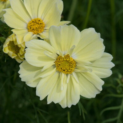Cosmos 'Xanthos Lemon Sherbet'. Plug plant x 6. Yellow cosmos bedding ...