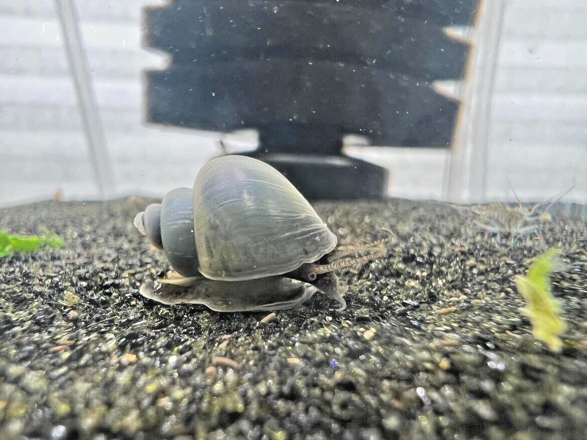 5+1 Grey/Blue Mystery Snails | HQ Live : PEA SIZE+ : FREE PRIORITY ...