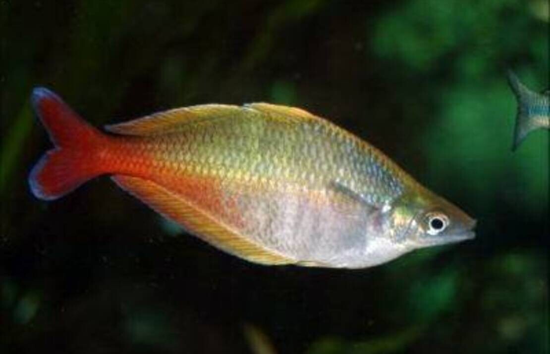 2 PACK Bleheri Rainbow - Rainbowfish live Fish Tropical Aquarium Fish ...